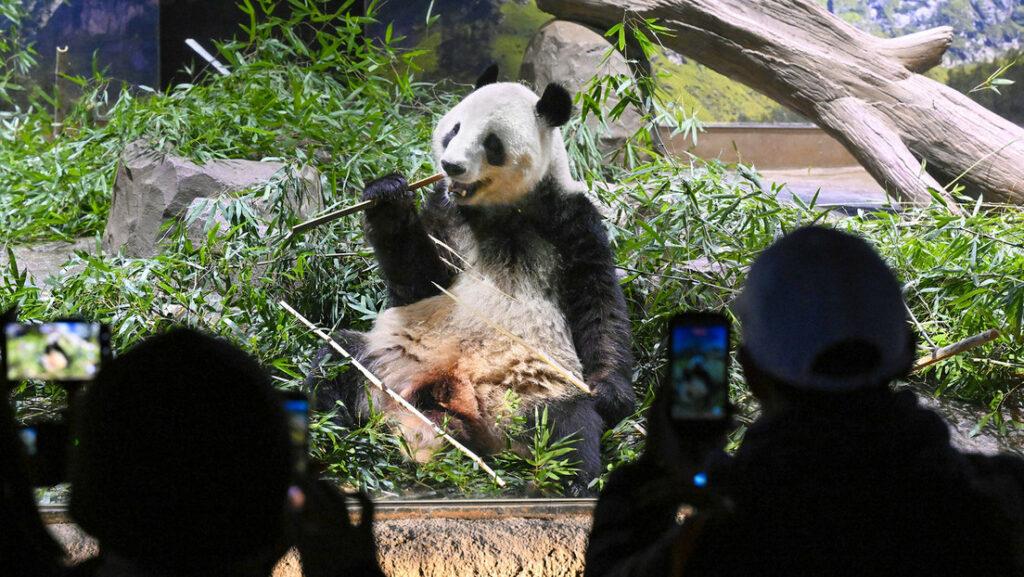 Japoneses se despiden entre lágrimas de sus últimos pandas - ATB Digital
