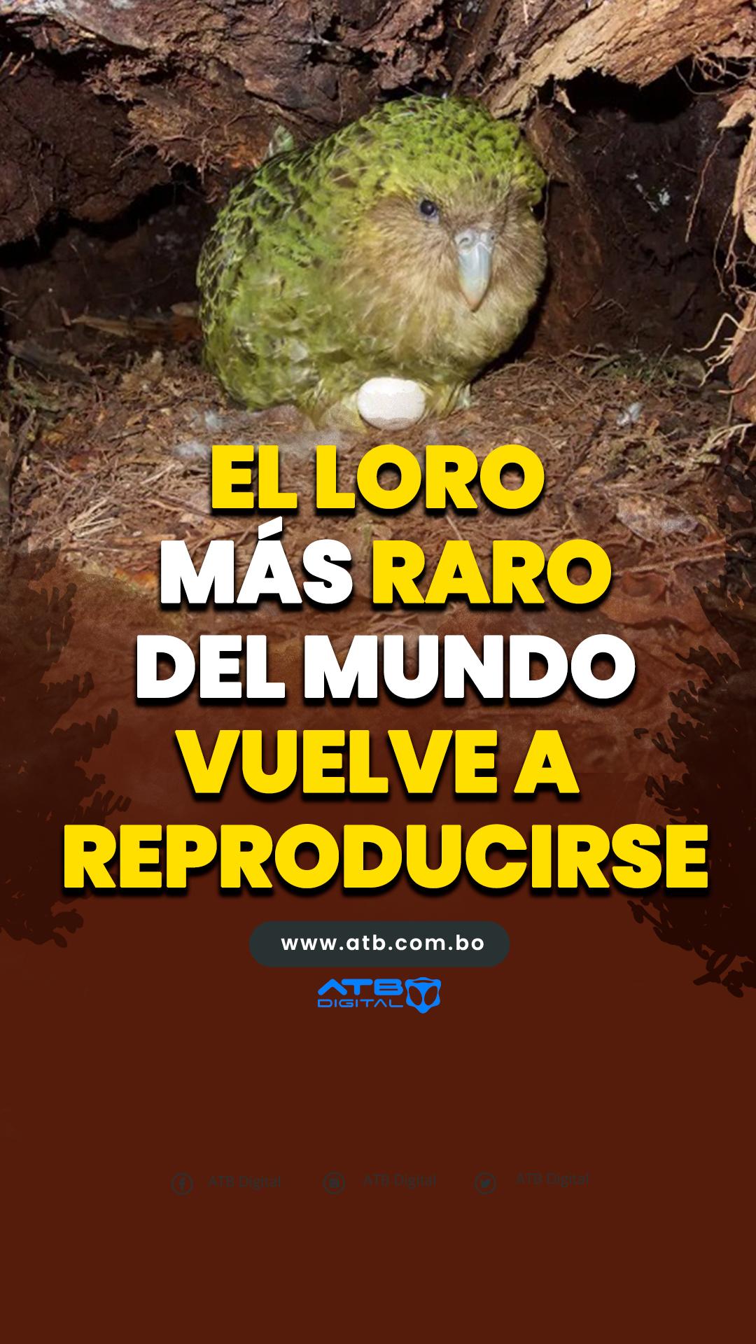 El loro más raro del mundo vuelve a reproducirse - ATB Digital