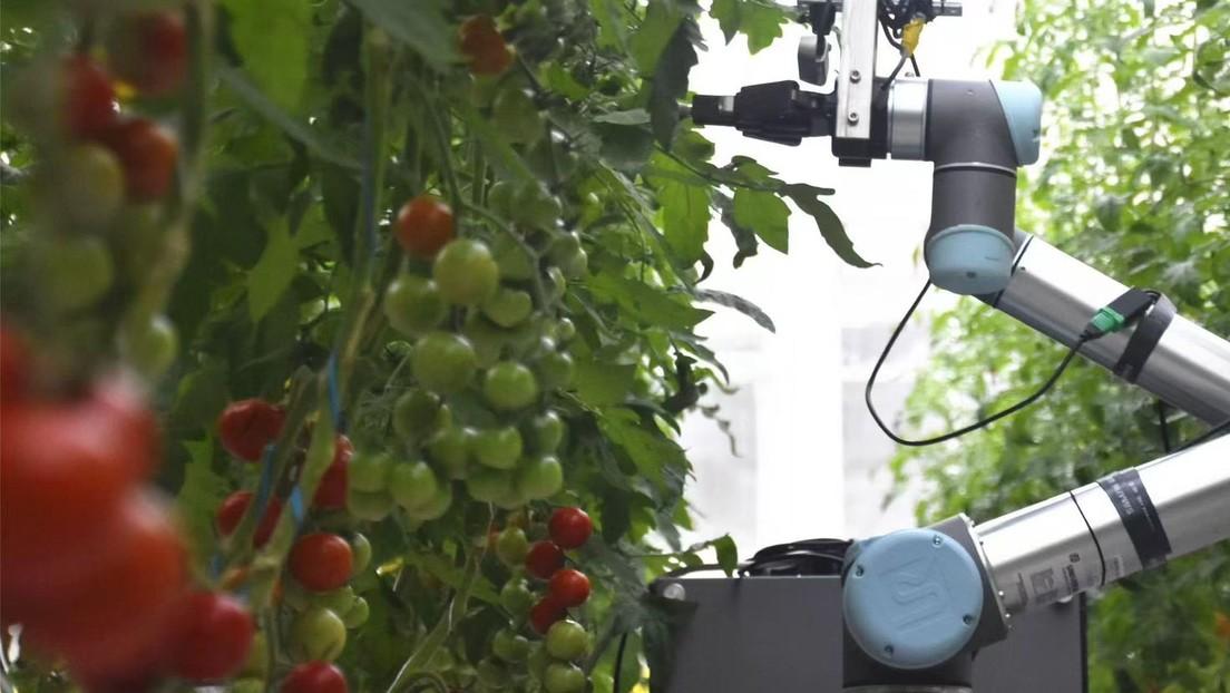 El robot chino que podría cambiar la agricultura a nivel mundial - ATB ...