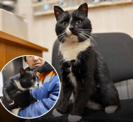 Gatito abandonado fue rescatado en planta de reciclaje - ATB Digital