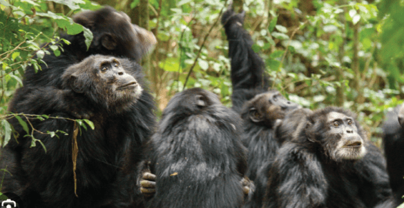 Una “guerra civil” de chimpancés muestra el peligro de la división ...